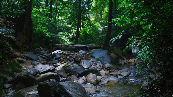 Dive into the Heart of Nature at Agumbe: Rainforest and Waterfalls ...