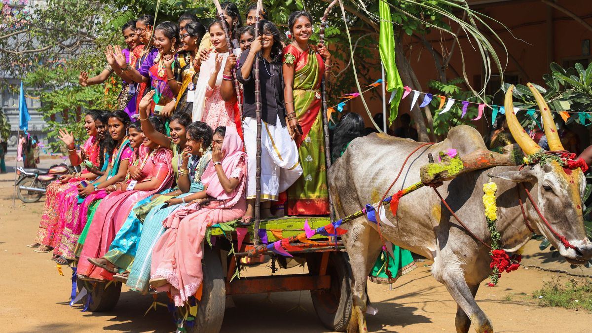 Bhogi to Kanum: The Four Days of Pongal with Unique Significance and ...