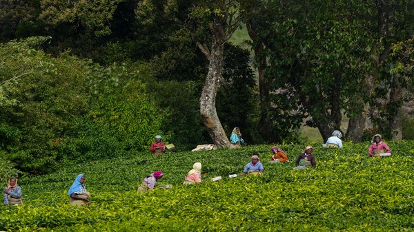 Munnar Trip from Hyderabad: Slow Travel in Kerala’s Tea Gardens ...