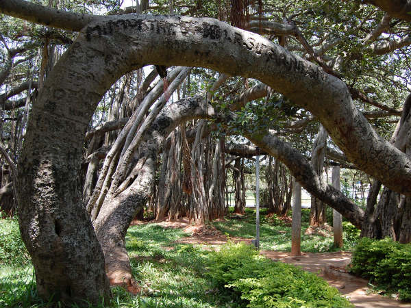 ಇವು ದೇಶದ 4ನೇ ಅತಿದೊಡ್ಡ ಆಲದ ಮರಗಳು | Under the Shade of Big Banyan Tree in ...