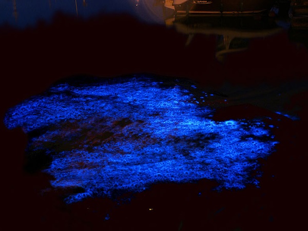 Kavaru in Kumbalangi: Attractions Specialities and How To Reach | കവര് ...