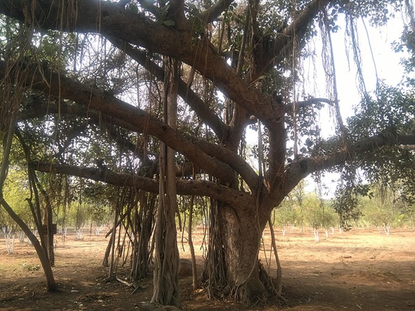 3 ഏക്കർ വിസ്തൃതിയില്‍ 400 വയസ്സുള്ള ആല്‍മരം...ദൂരെയല്ല ഇവിടെത്തന്നെ ...