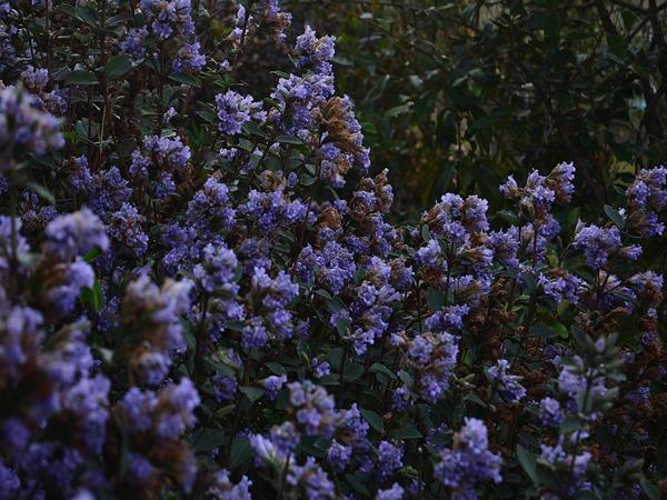 Neelakurinji Blooming In Kallipara-How To Reach Kallipara From Munnar ...