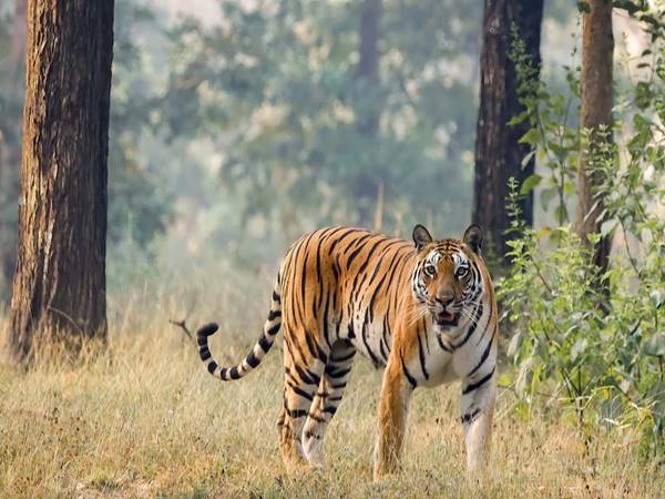 Ranipur Tiger Reserve- India’s 53rd And Uttar Pradesh's 4th Tiger ...