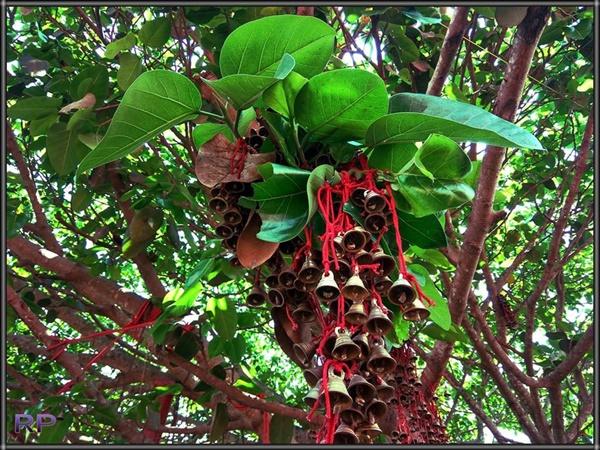 Makara Chovva: Importance And Significance of Visiting Bhadrakali ...