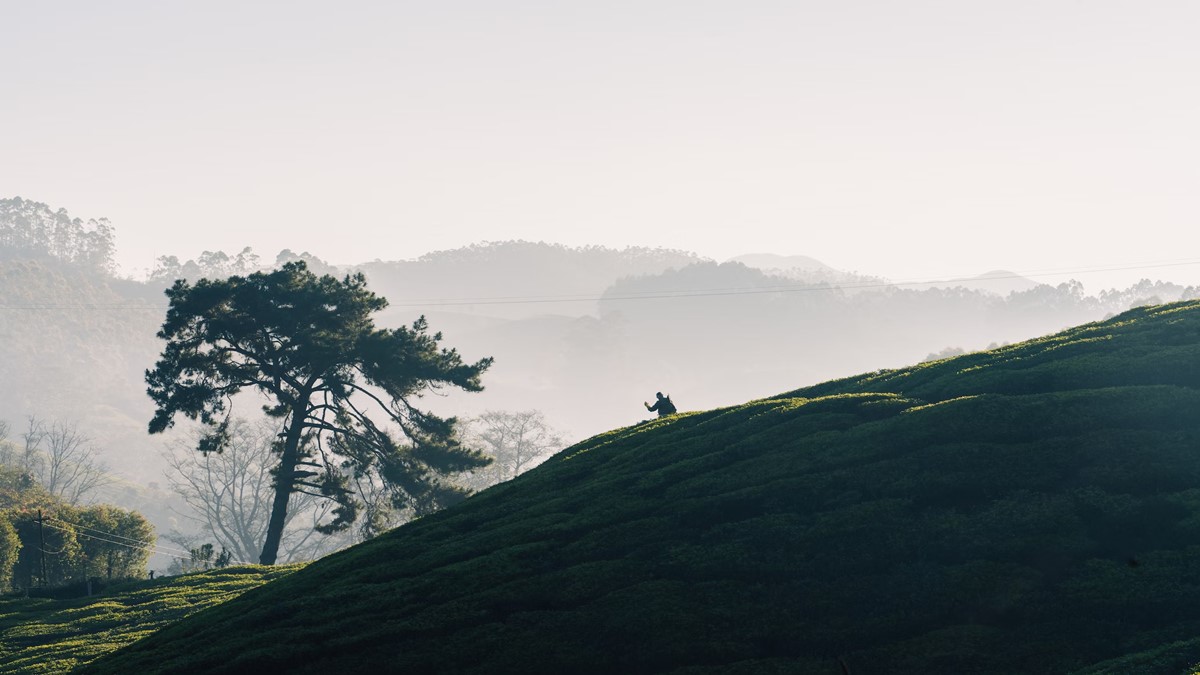 Munnar Pothamedu Viewpoint- Attractions, Specialities, and How To Reach ...