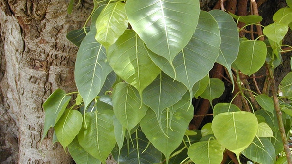 Do You Know India's First VVIP Tree Maintaining With A Cost Of 12 Lakhs ...