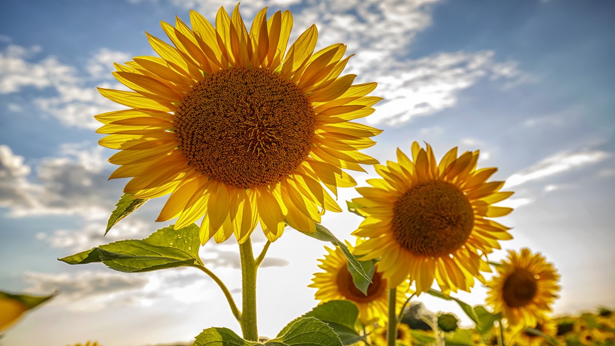 Sunflower Blooms In Agarakattu in Shengottai Tamil Nadu- One Day Trip ...