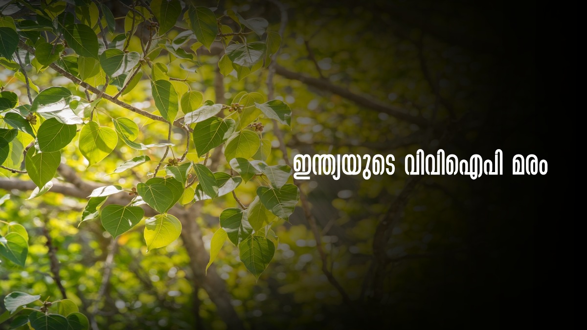 Do You Know India's First VVIP Tree Maintaining With A Cost Of 12 Lakhs ...