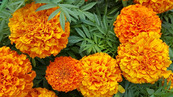 The Marigold Jamathi Blooms In Kattakada - No Need To Go Thovala ...
