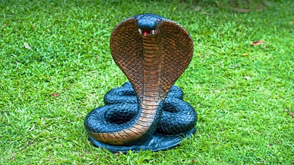 Ayilyam In Karkidakam-Naga Temples In Kerala To Visit And Rituals ...