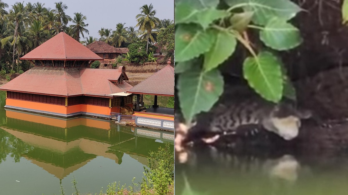Crocodile Appears In Ananthapura Lake Temple Kasargod-Details Inside ...