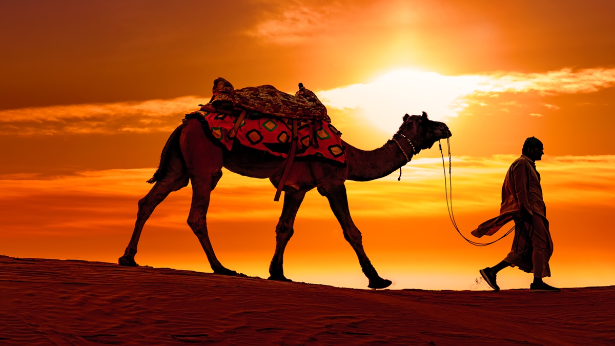 Pushkar Camel Fair 2023: Know The Date, Location And Specialities ...