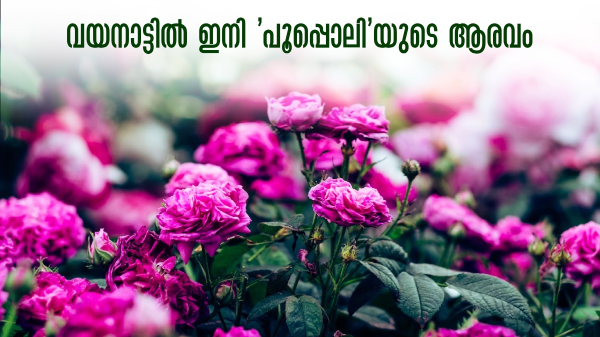 Wayanad Pooppoli International Flower Show 2024-Date, Entry Time And ...