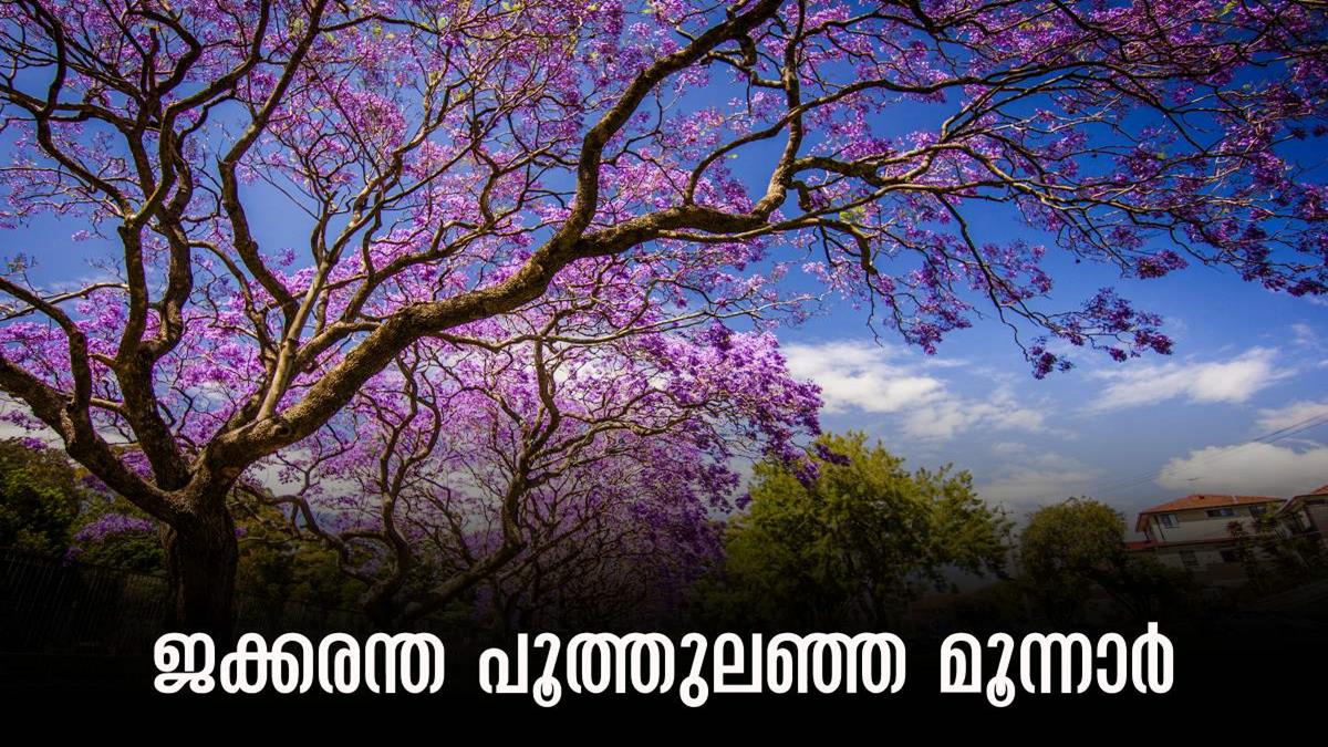Jacaranda In Munnar: The Exam Tree Blossom, Attractions And Where to ...