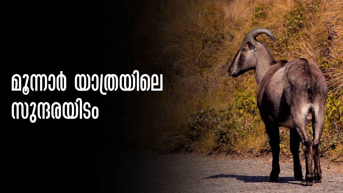 Rajamala In Eravikulam National Park Opens For Visitors, Book Ticket ...