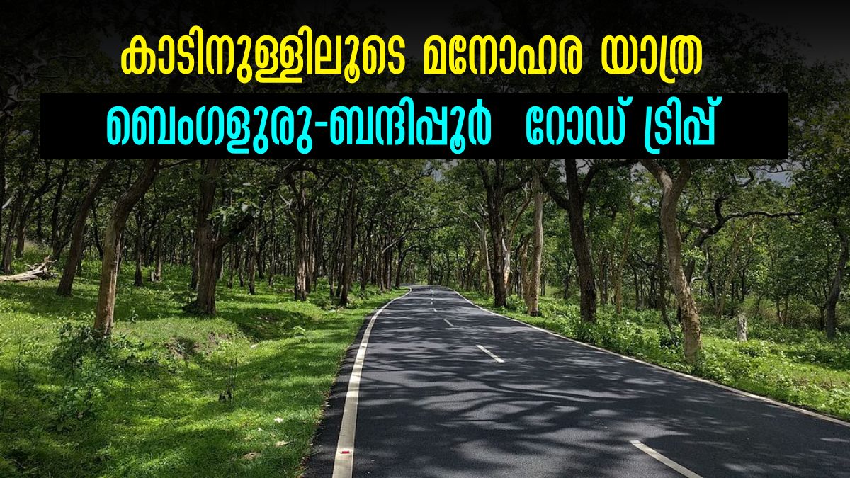 Bangalore Travel:Visit Bengaluru to Bandipur National Park, Route ...