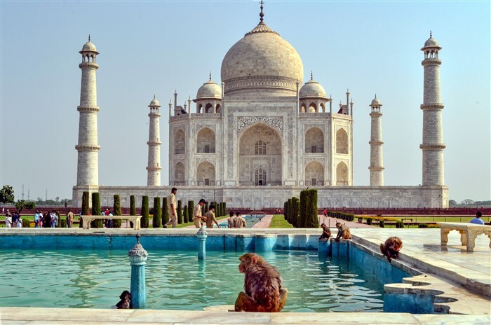 Monkeying Around: Captivating Travel Encounters in Pictures - Nativeplanet
