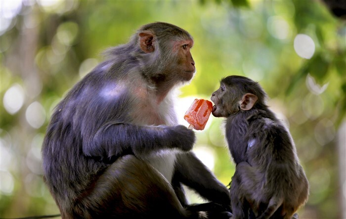 Monkeying Around: Captivating Travel Encounters in Pictures - Nativeplanet