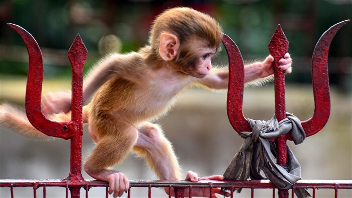 Monkeying Around: Captivating Travel Encounters in Pictures - Nativeplanet