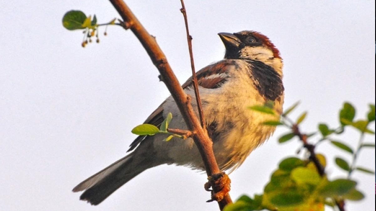 Exploring the Charming World of Sparrows with Beautiful Images ...