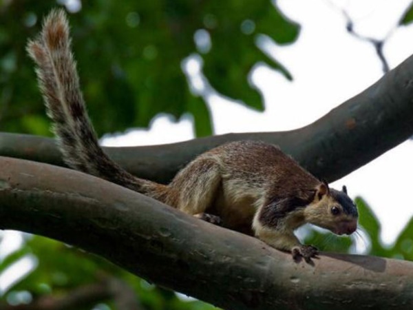 இந்த ராட்சத அணில்களுக்கு தமிழகத்தில் சரணாலயம் எங்கே தெரியுமா? | Lets go ...