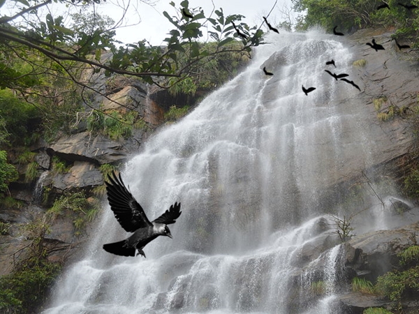 காகங்களை அலற வைக்கும் அங்குத்தி அருவி ! பாண்டவர்களின் சாபமும் ...