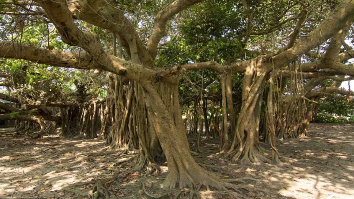 உலகிலேயே பழமையான ஆலமரம் இந்தியாவில் உள்ள இந்த 500 வயதாகும் ஆலமரம் ...