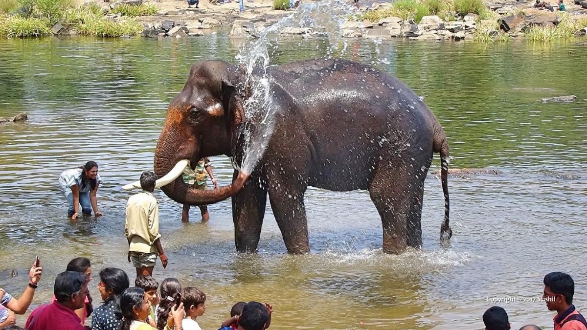 குட்டி யானைகளுடன் விளையாட ஆசையா – தென்னிந்தியாவின் இந்த அழகான யானை ...