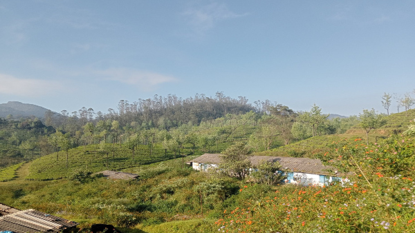 ஆஹா! என்ன அழகு இந்த மாஞ்சோலை – இப்போவே போகணும் போல இருக்கே! | Why ...