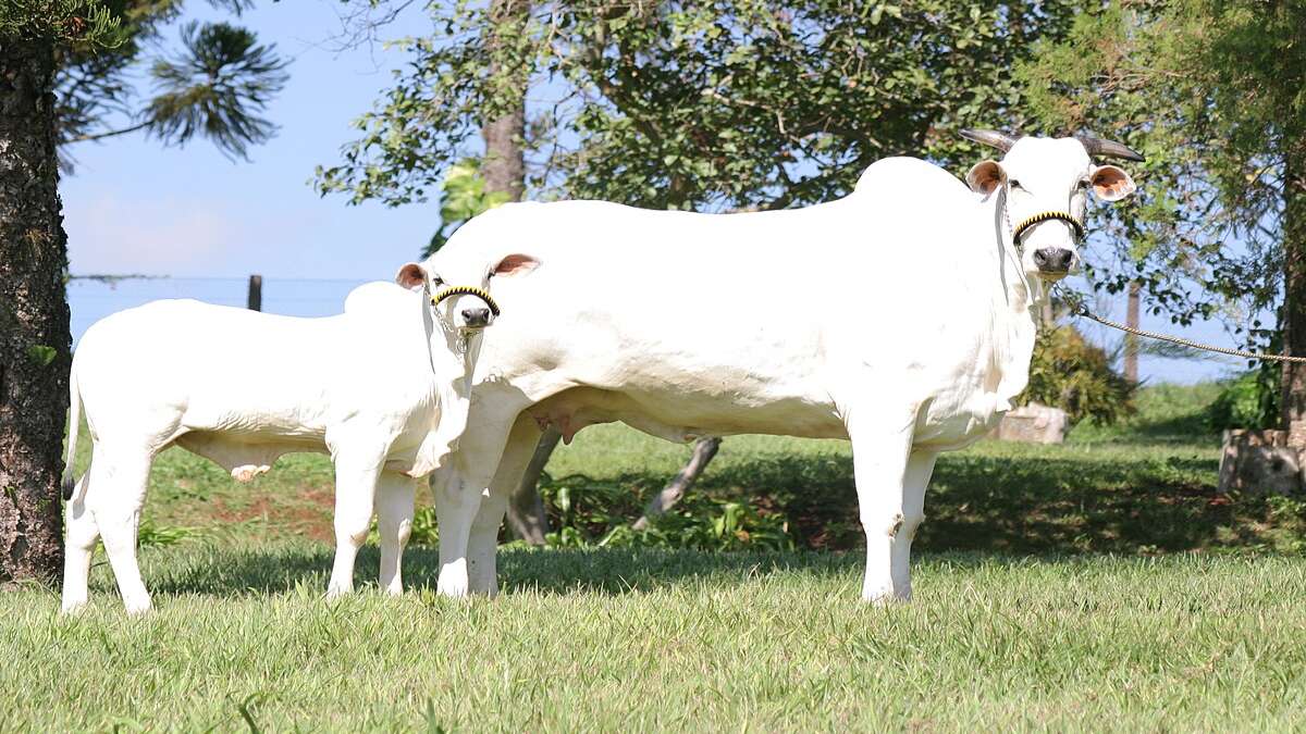 ரூ.40 கோடிக்கு விற்கப்பட்ட இந்தியா மாடு - உலகின் மிக விலையுயர்ந்த மாடு ...