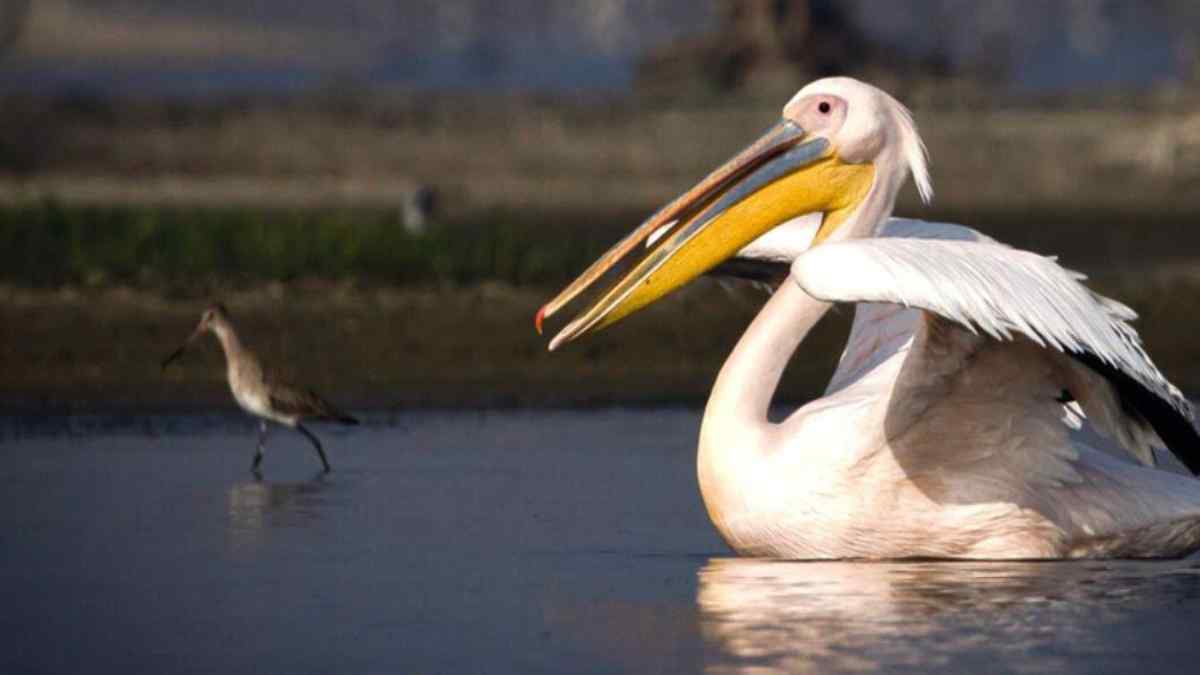 వేస‌విలో ఈ ప్రసిద్ధ పక్షుల అభయారణ్యాలను చూసొద్దామా? | Let's visit these ...