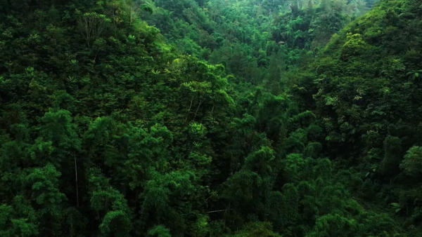 3వేల ఎక‌రాల కృత్రిమ అడ‌వి వ‌న్‌తారా ప్ర‌త్యేక‌త‌లెన్నో..! | 3 thousand ...