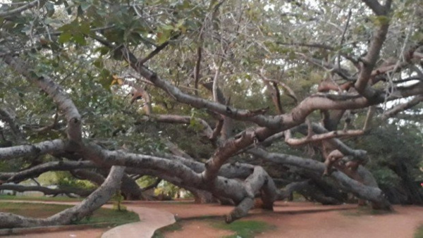 మహబూబ్‎నగర్ ప‌ర్యాట‌కంలో పిల్ల‌ల‌మ‌ర్రిదే అగ్ర‌ స్థానం! | Pillamarri is ...